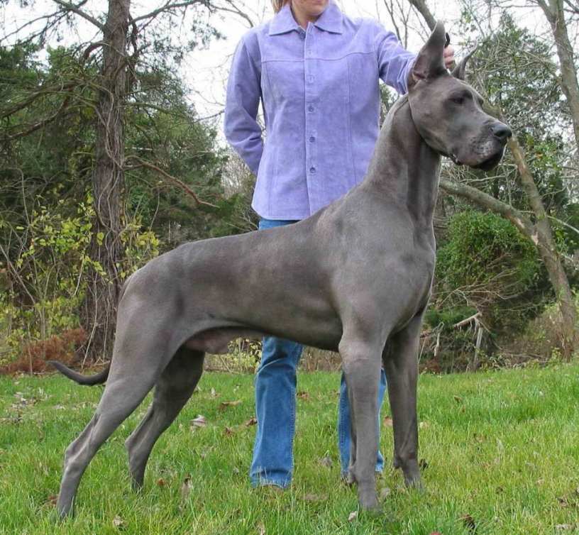Perros Gigantes: los 10 Perros más Grandes del Mundo [Ranking]