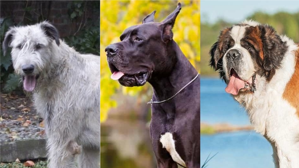 Perros Gigantes: los 10 Perros más Grandes del Mundo [Ranking]