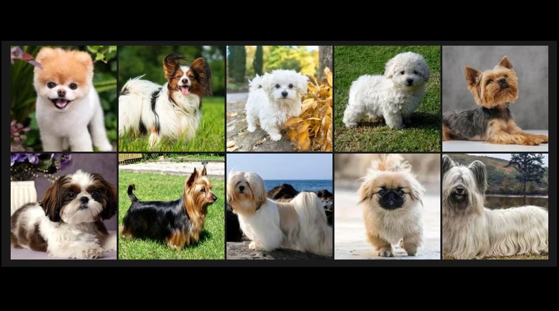 Los 10 Perros Peludos más Pequeños - Mundo Ranking