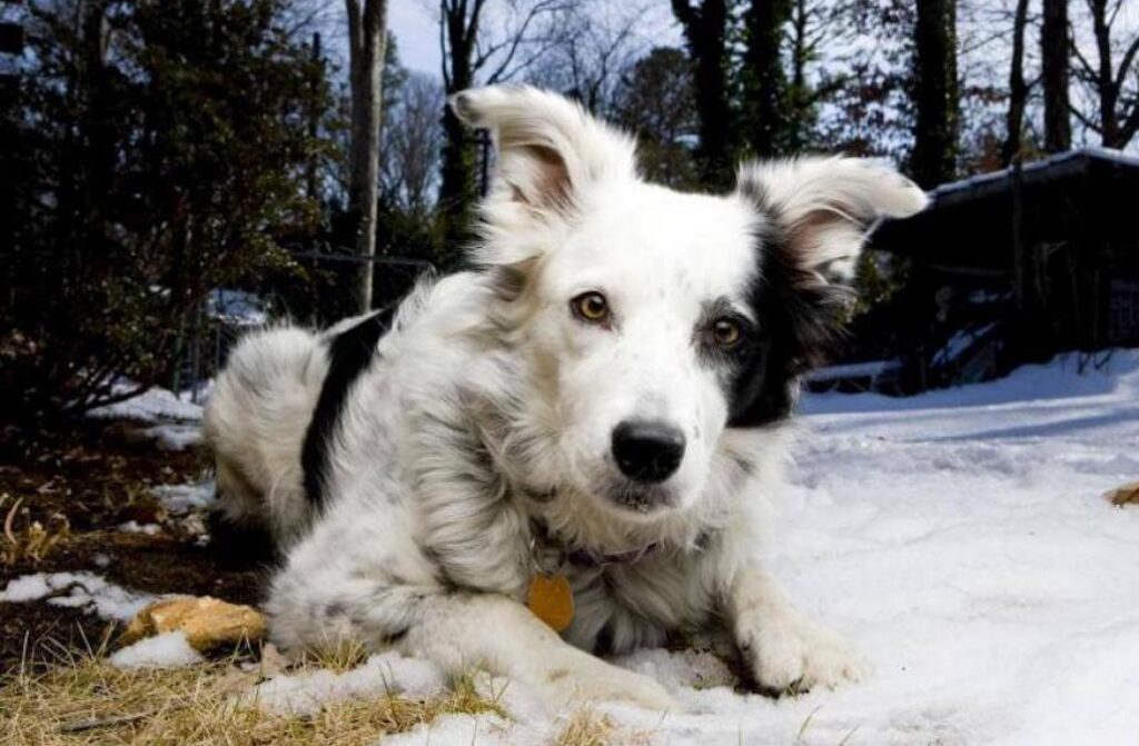 Los 78 Nombres de Perros más Famosos 🐶🐾- Mundo Ranking