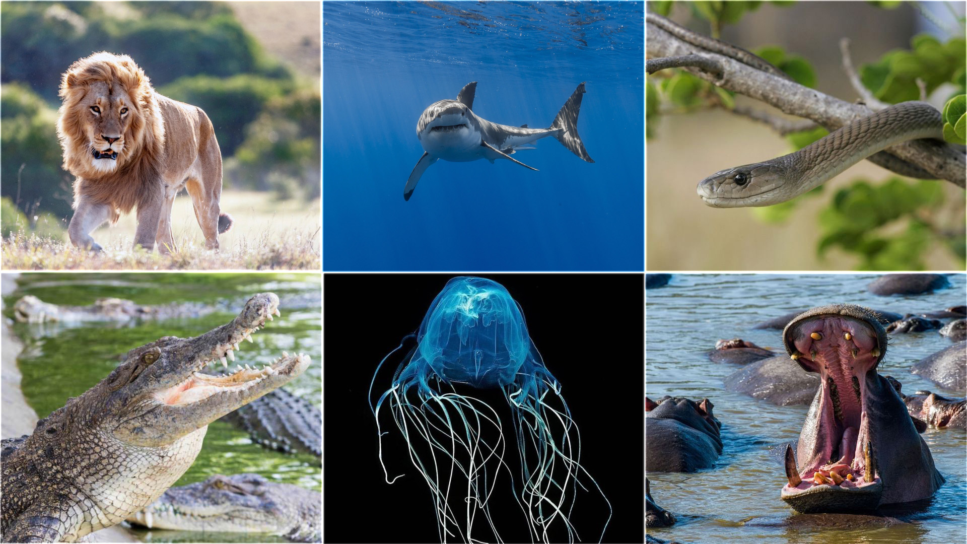 Los 7 Animales más Peligrosos - Mundo Ranking